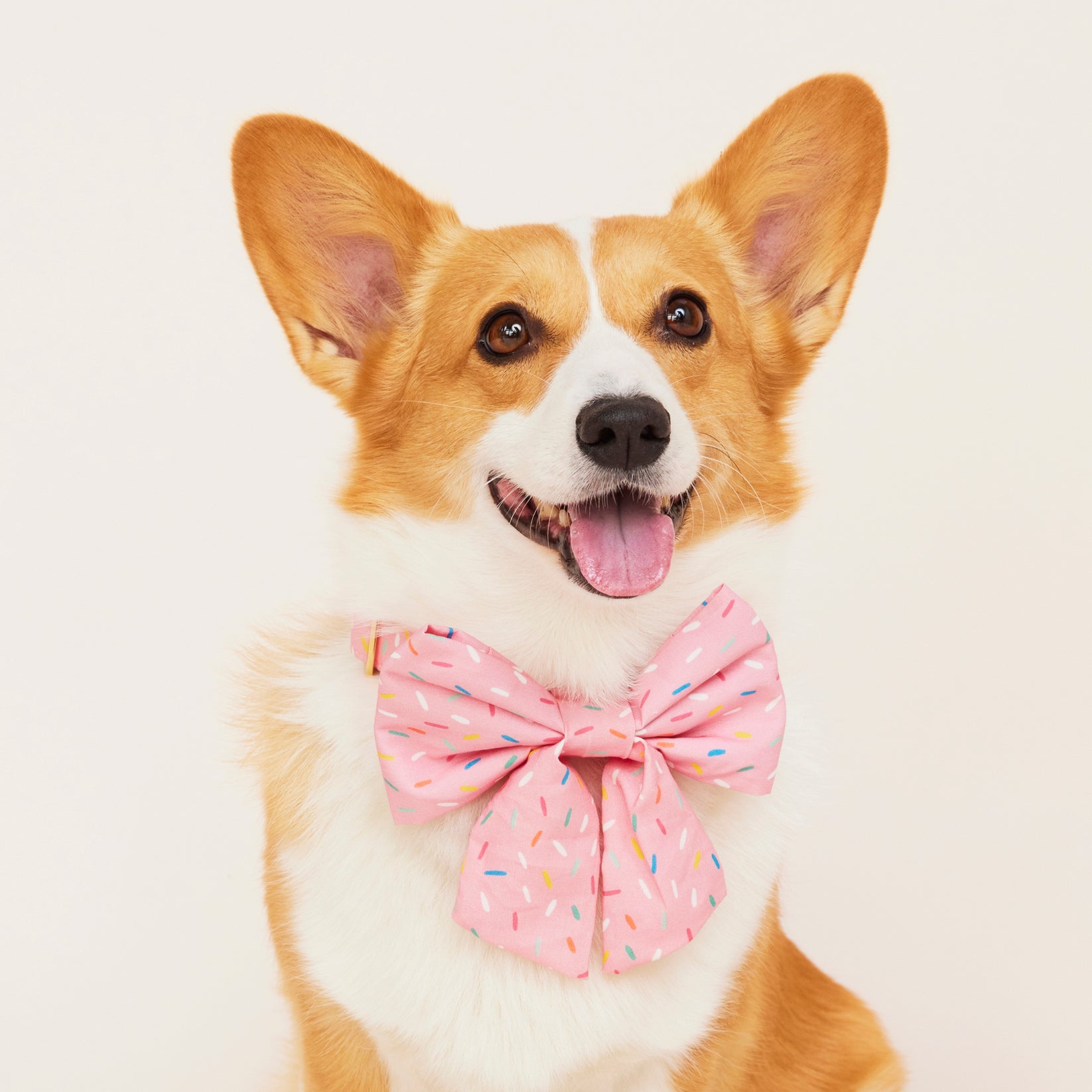 Sprinkles Lady Bow Collar – The Foggy Dog