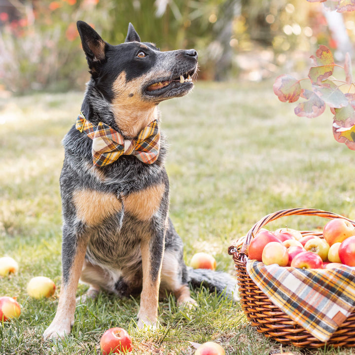 Handmade Dog Bow Ties and Collars | Elegance for Every Occasion | The ...