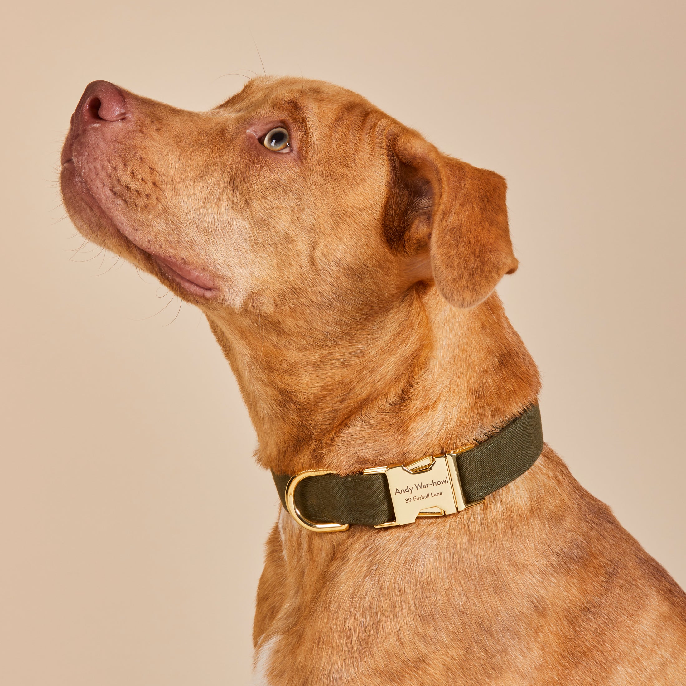Olive Dog Collar – The Foggy Dog