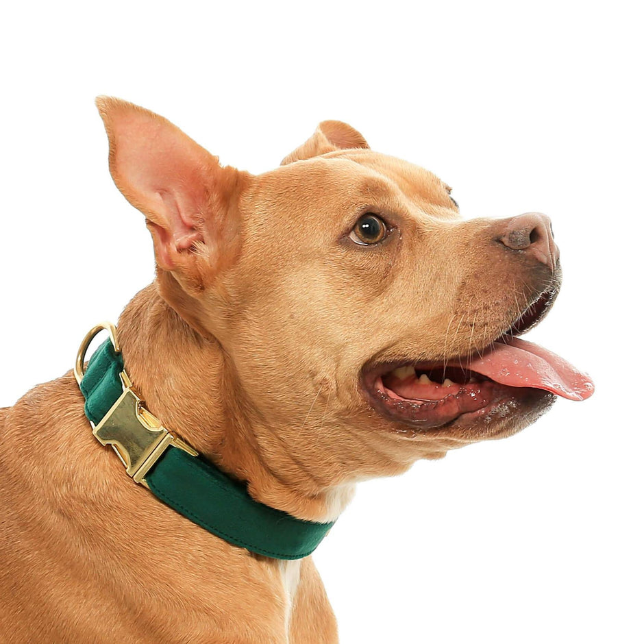 Adjustable Dog Collars | Stylish Pet Accessories | The Foggy Dog