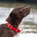 Ruby Dog Collar – The Foggy Dog